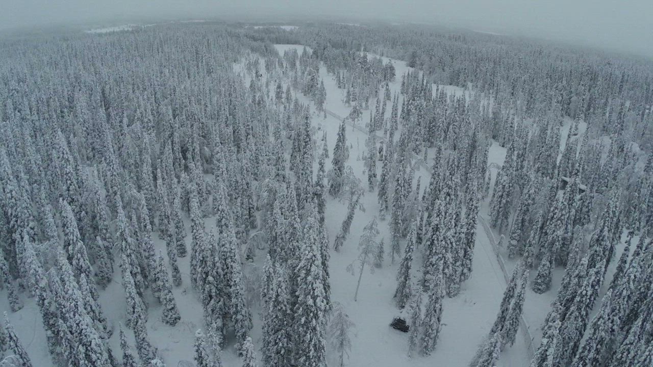 Snow dusted trees in the woods - Free Stock Video