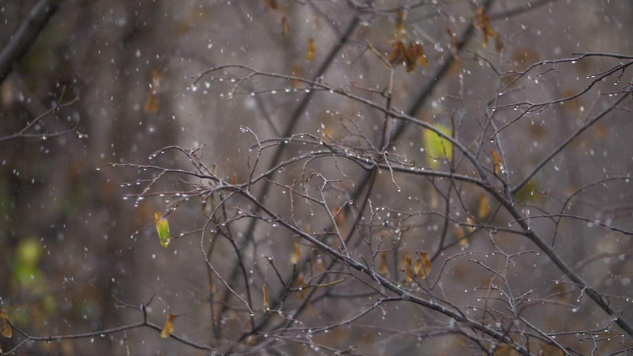 Snow falling in the Autumn - Free Stock Video
