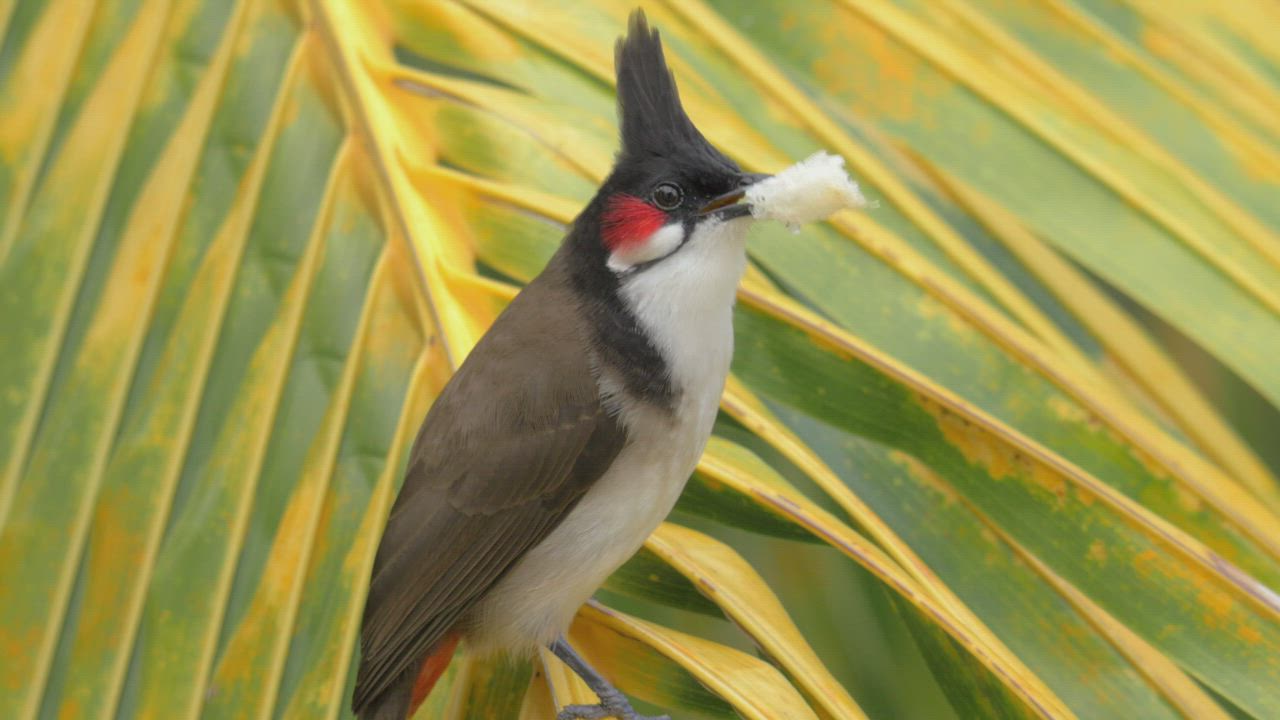 Wild bird eating bread - Free Stock Video
