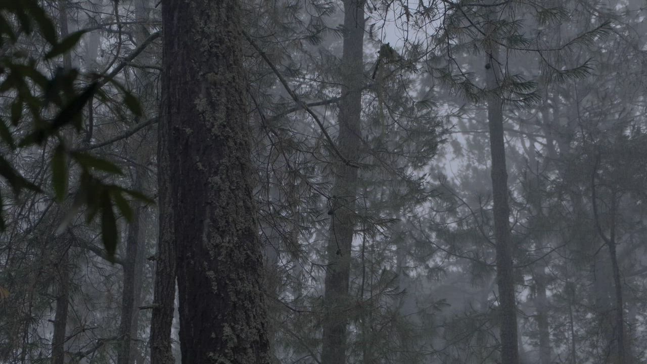 Gloomy forest full of trees during a rainy afternoon - Free Stock Video