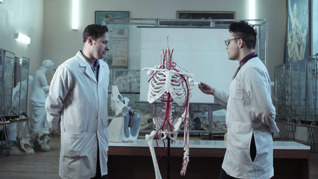 Studying human anatomy with dummy skeleton - Free Stock Video
