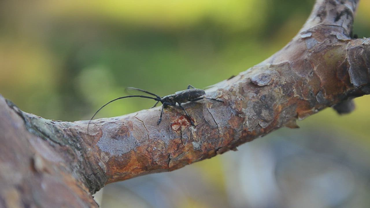 Black bug on a tree - Free Stock Video