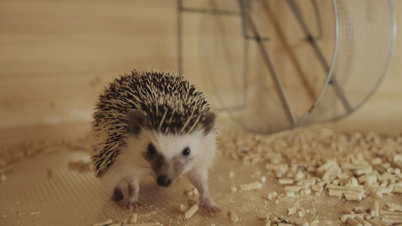 Hedgehog pet running - Free Stock Video
