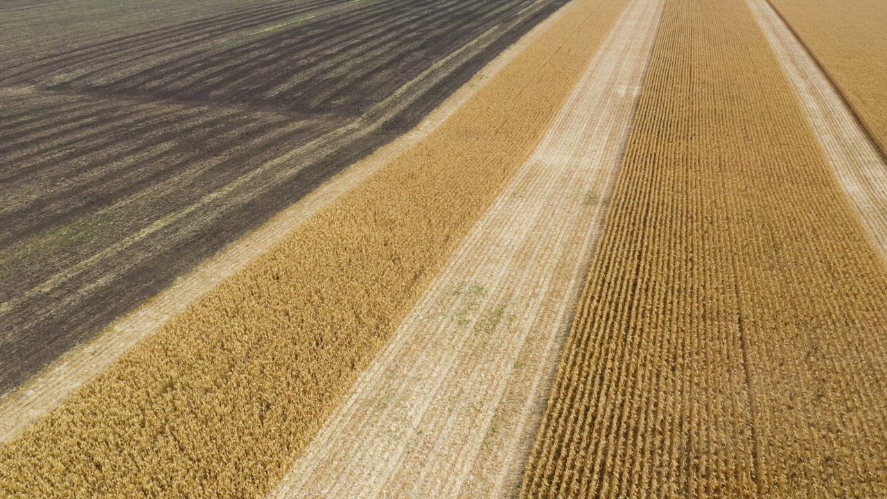 Harvesting large fields of crops with tractor - Free Stock Video