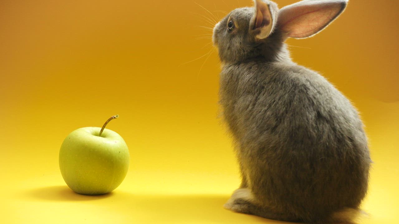 Gray rabbit and an apple - Free Stock Video
