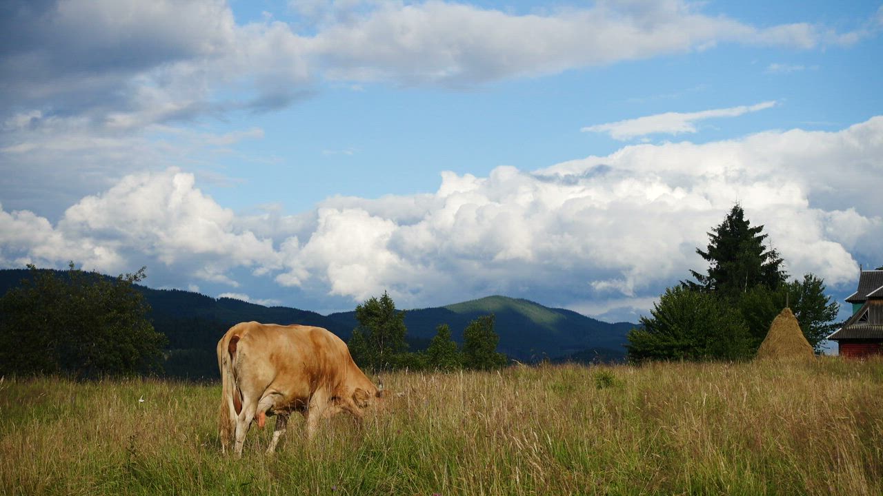 Cow pasture on a mountain landscape - Free Stock Video