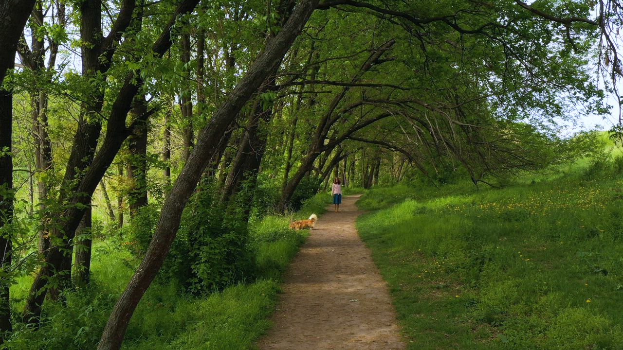 Woman and her dog working through a forest path - Free Stock Video
