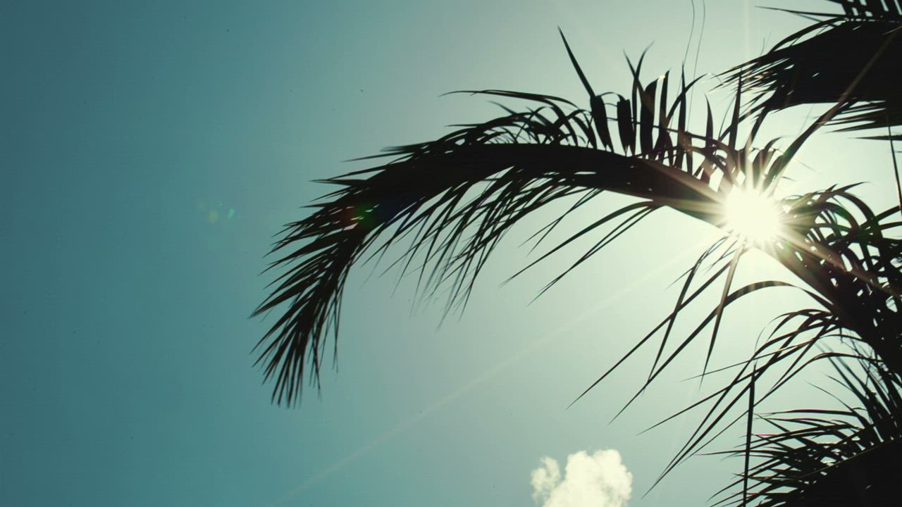 Tropical sun and cool breeze - Free Stock Video