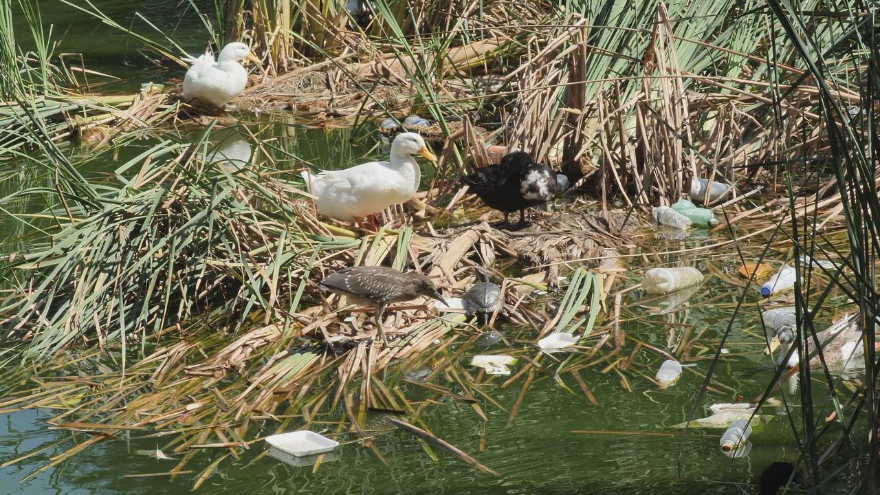 Ducks around a dirty and polluted river - Free Stock Video