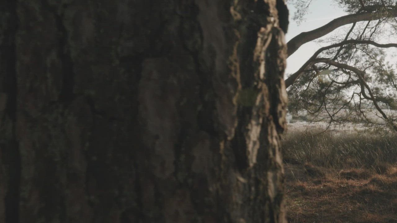 Lake behind two trees in a forest - Free Stock Video