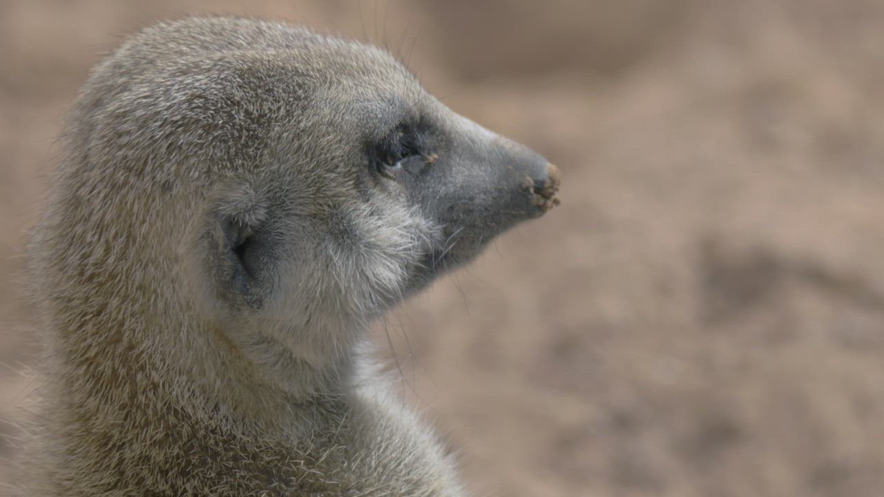 Alert animal looking around - Free Stock Video