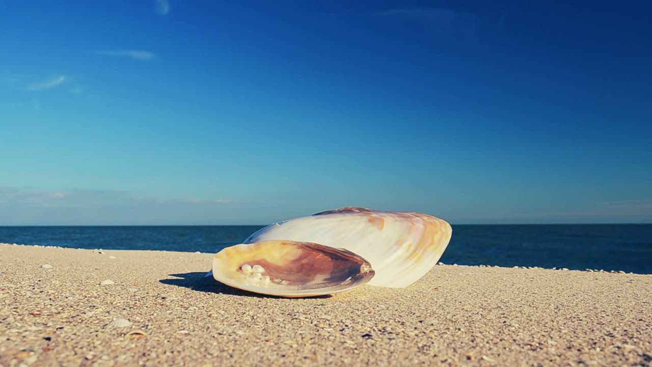 Shell washed ashore on the beach - Free Stock Video