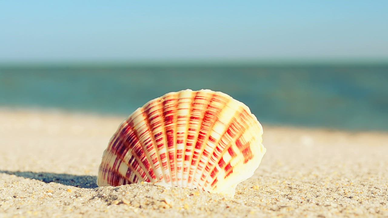 Shell on the beach - Free Stock Video