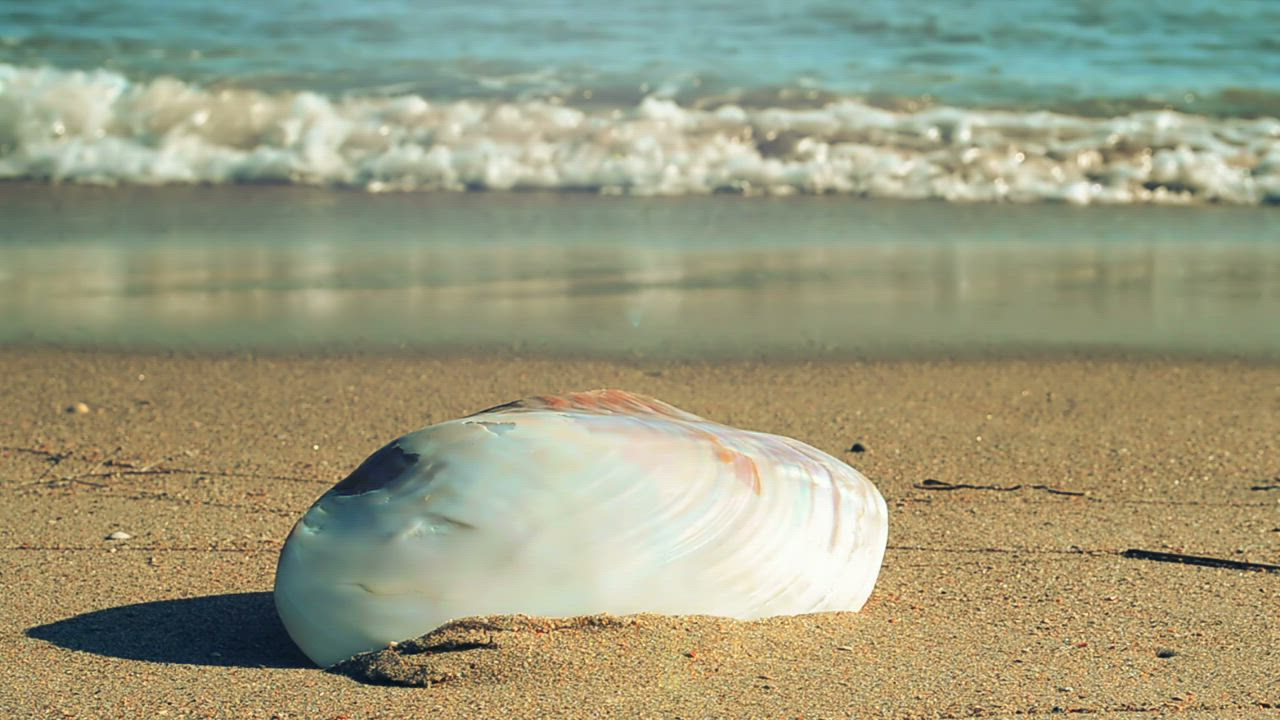 Single shell found on the beach - Free Stock Video
