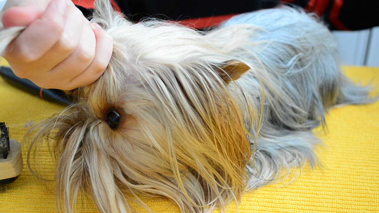 Small dog having a hair cut - Free Stock Video