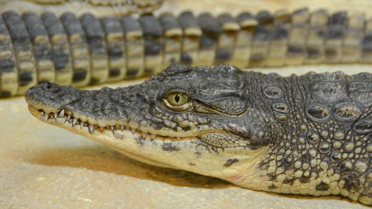 Alligator breathing slowly - Free Stock Video