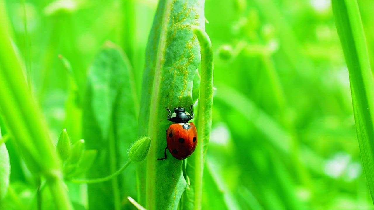 Ladybug climbing up tall grass - Free Stock Video