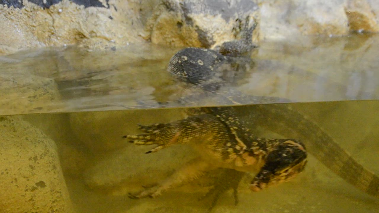 Reptile in a Zoo tank - Free Stock Video