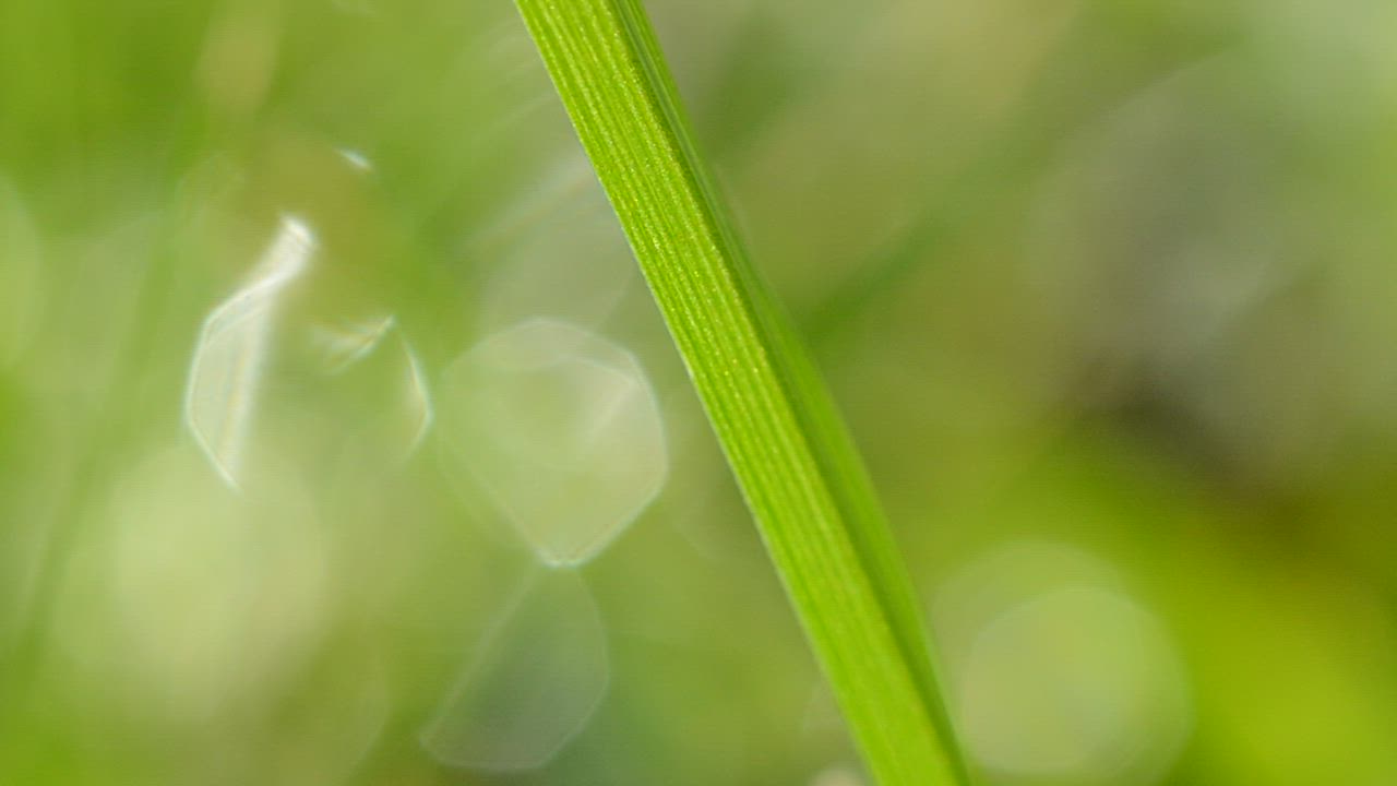 Single blade of grass in focus - Free Stock Video