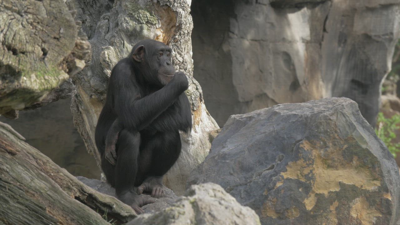 Chimp sitting on a stock - Free Stock Video