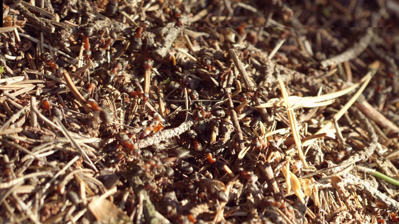 Ant colony swarming - Free Stock Video