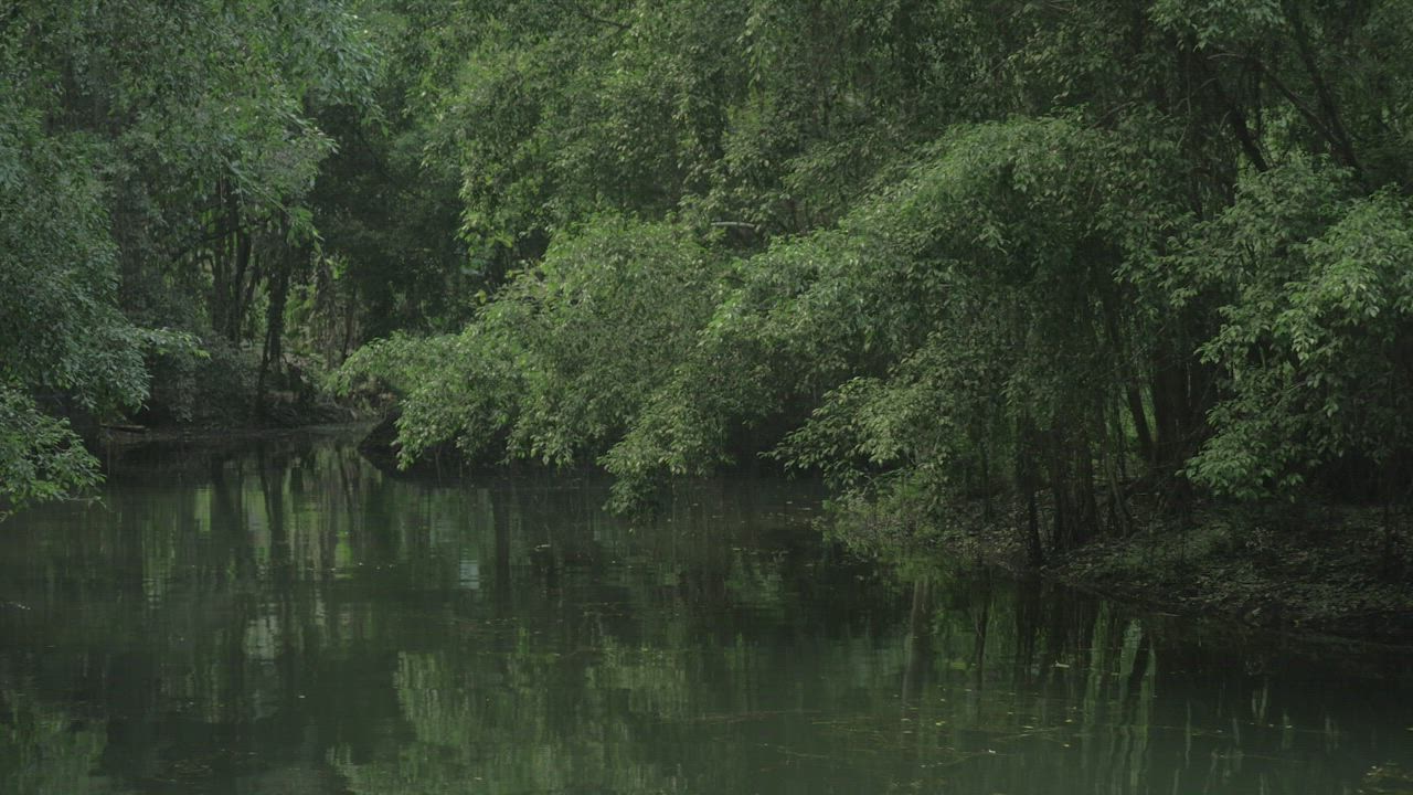 Trees hanging over a river - Free Stock Video