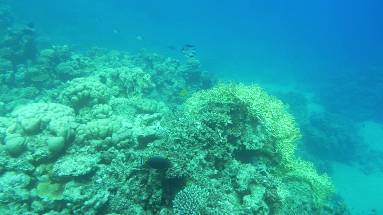 Beautiful reef full of life - Free Stock Video