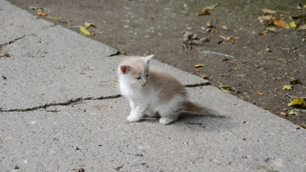 Kitten walking alone - Free Stock Video