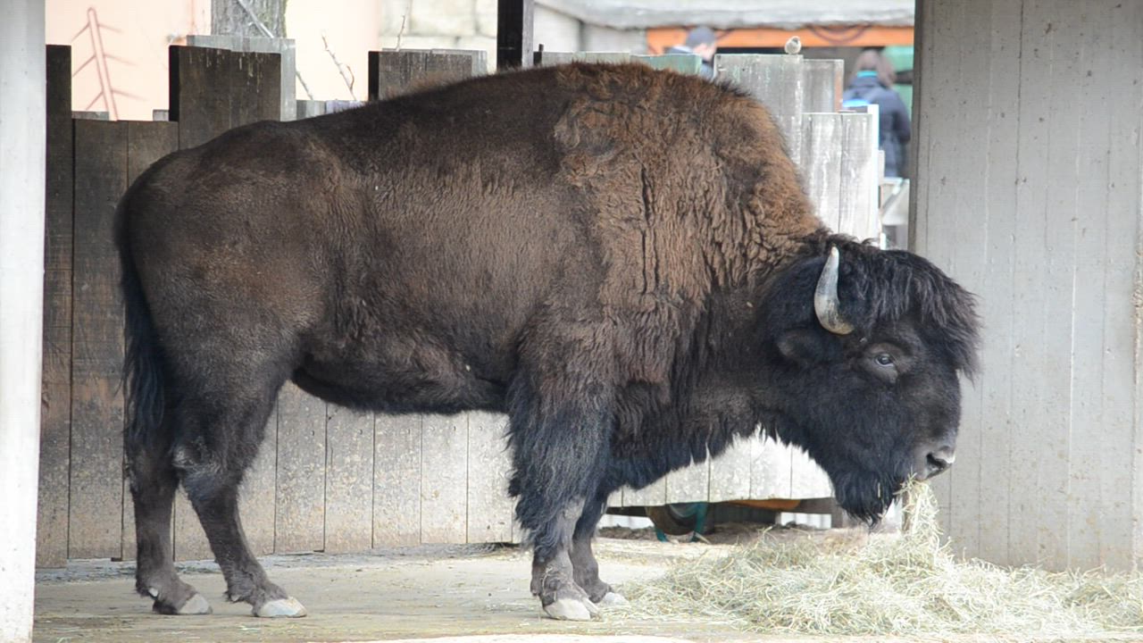 Bison eating in a stable - Free Stock Video