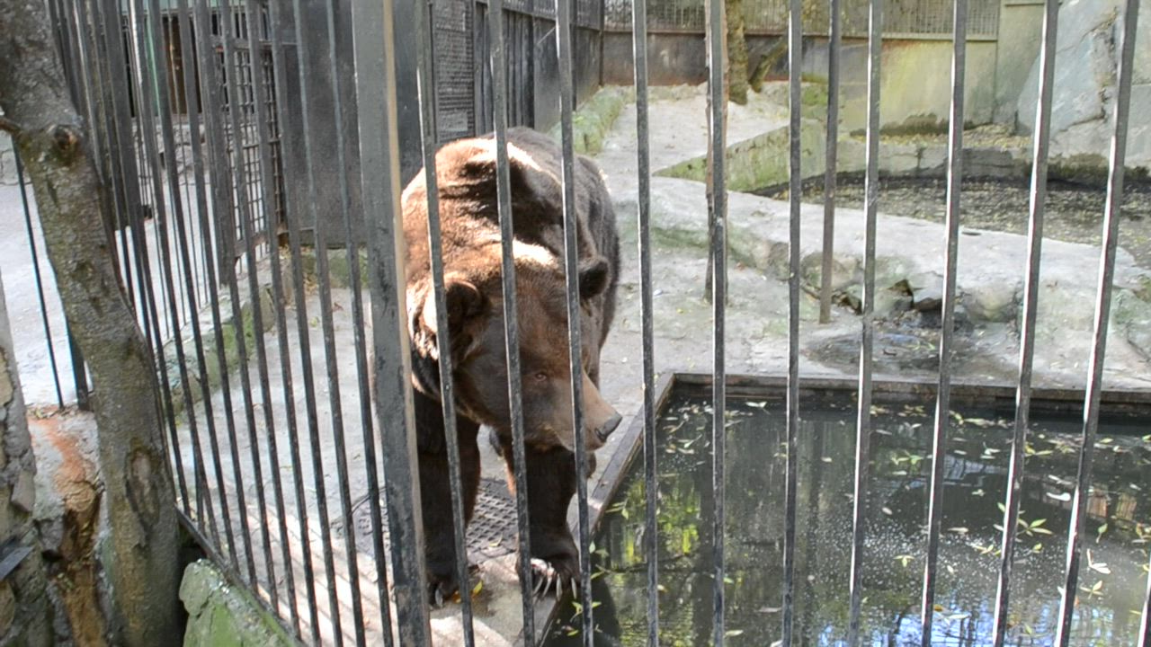 Bear inside a Zoo exhibit - Free Stock Video