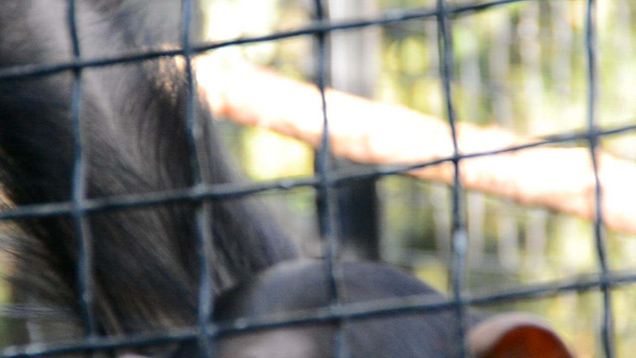 Closeup of a Monkey in a Zoo - Free Stock Video