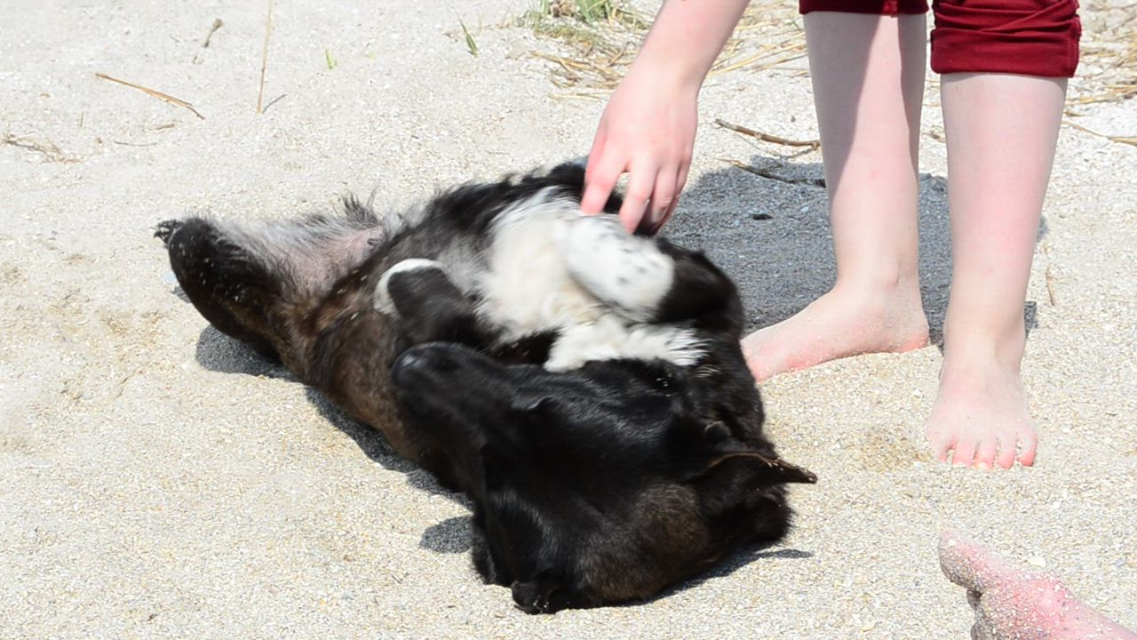 Dog laying down for a belly scratch - Free Stock Video