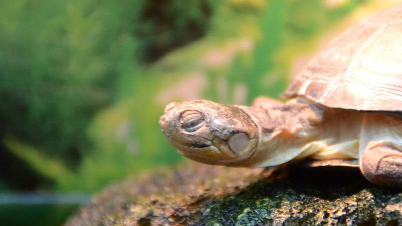 Turtle by a Zoo pond - Free Stock Video