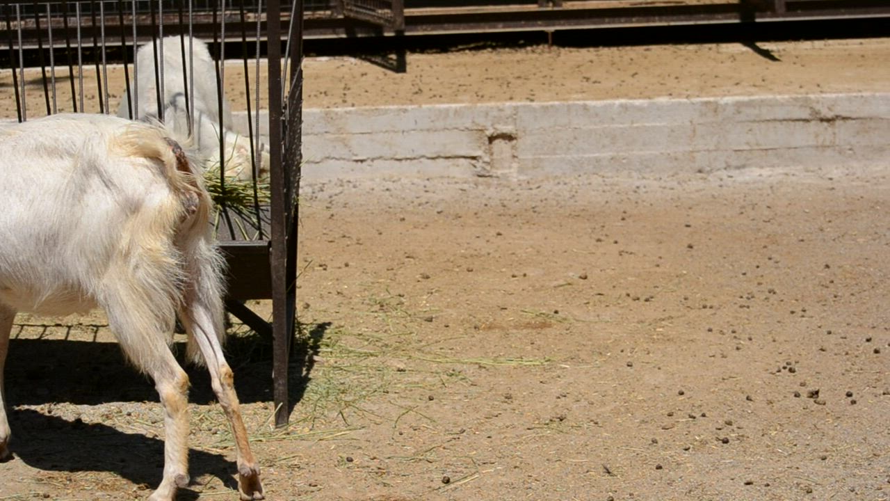 Goats eating at a farm - Free Stock Video