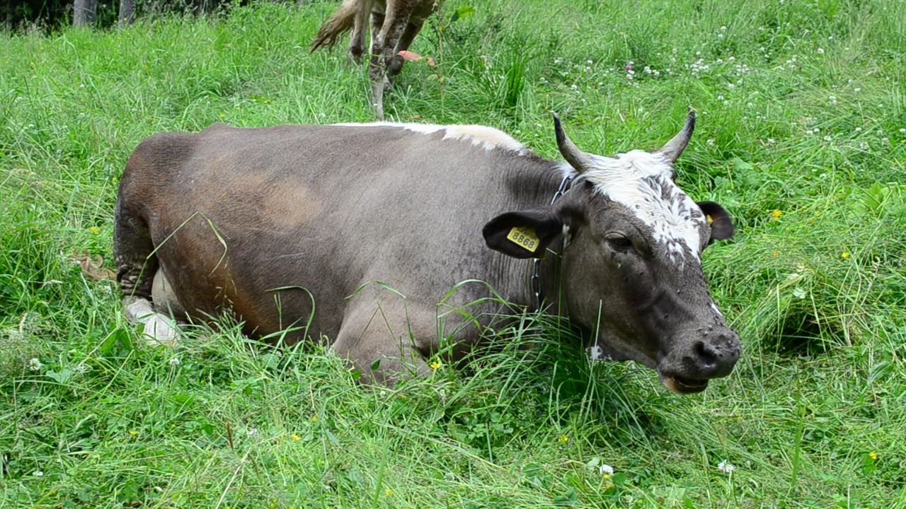 Cow laying down and eating grass - Free Stock Video