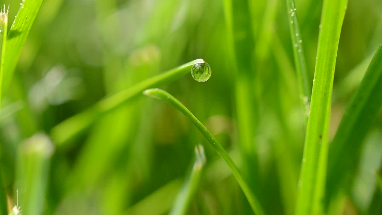 Dew dripping from bright grass - Free Stock Video