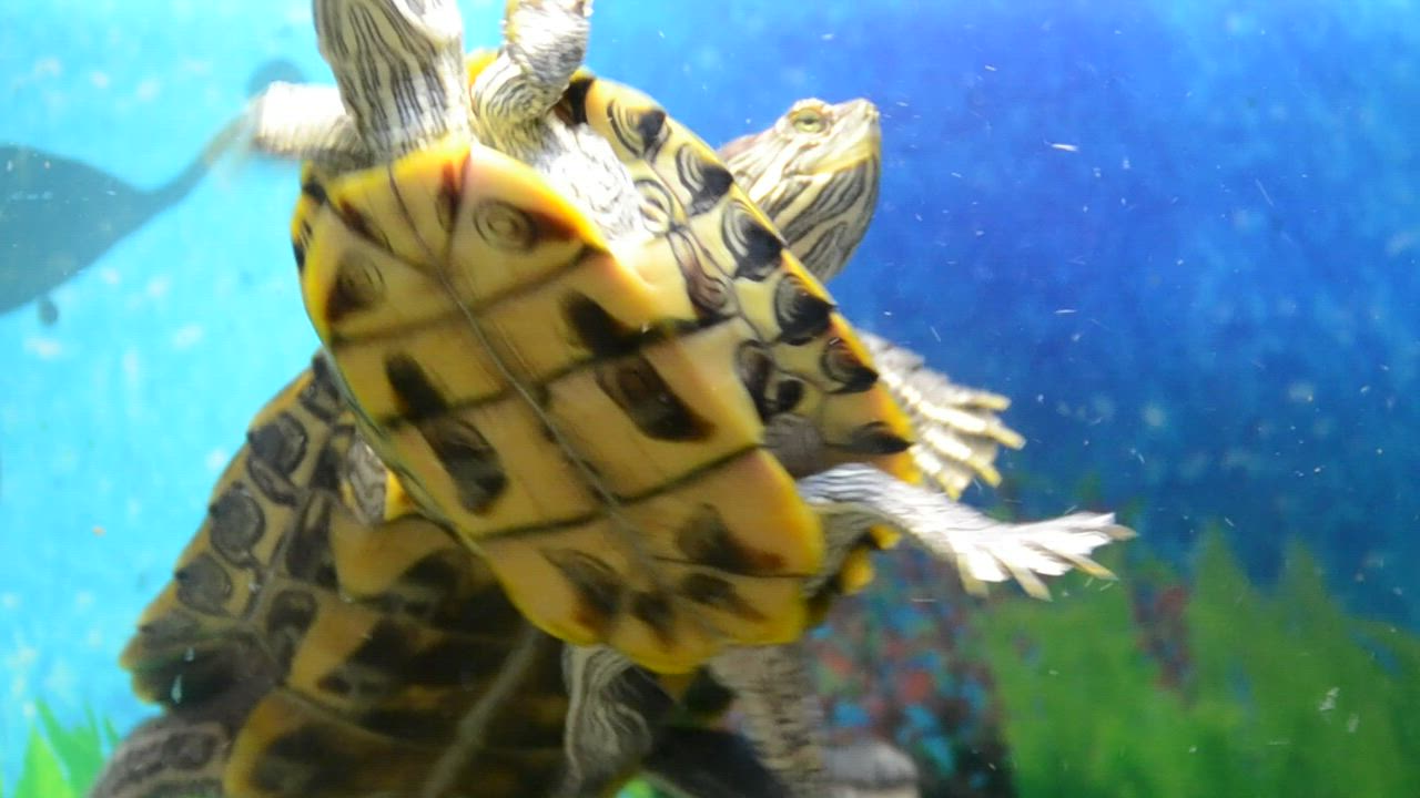 Turtles in a pet shop tank - Free Stock Video