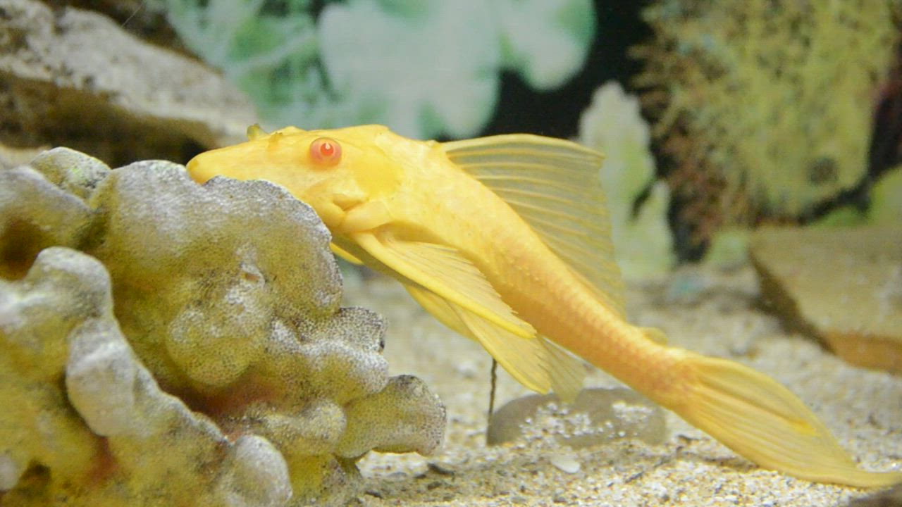Yellow fish laying still - Free Stock Video