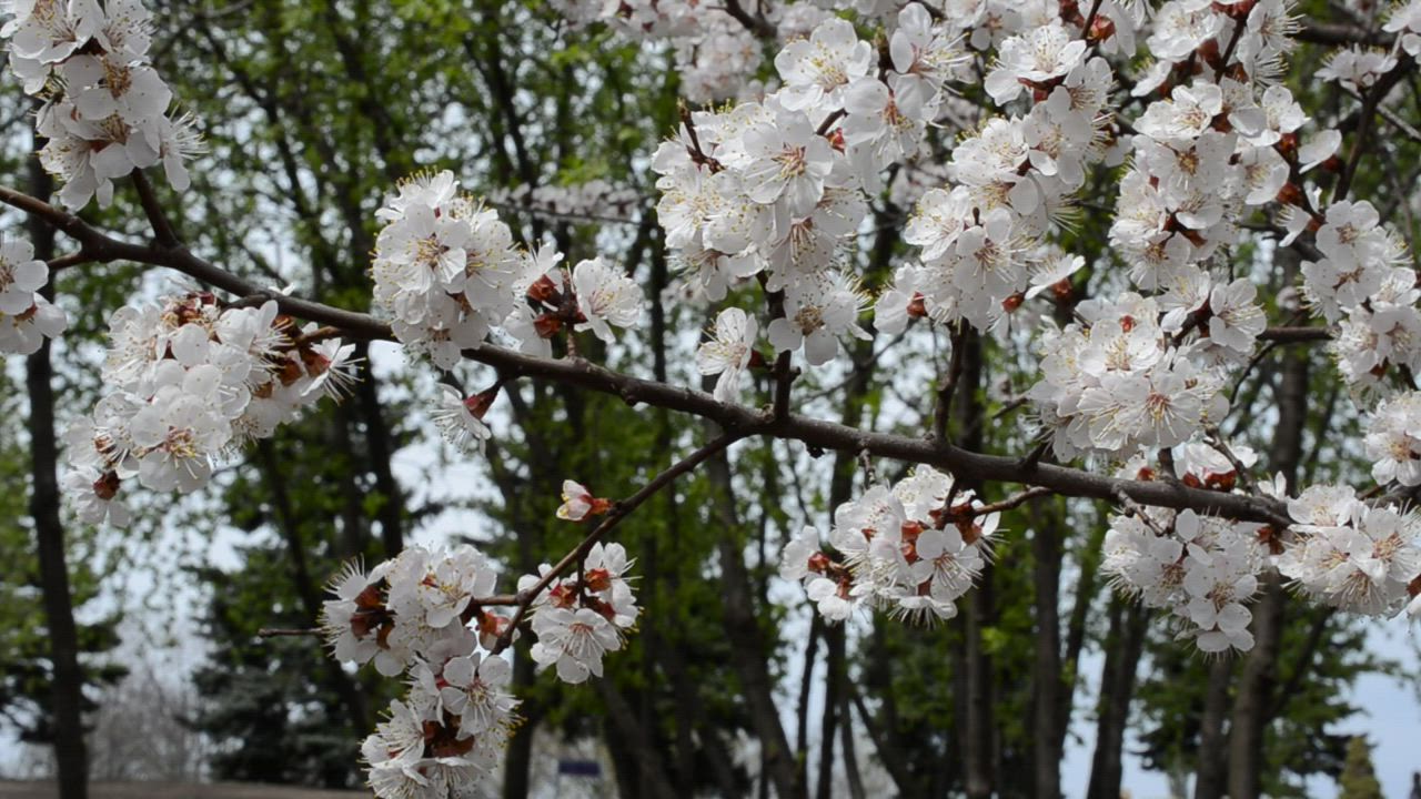 Spring flowers on tree branches - Free Stock Video