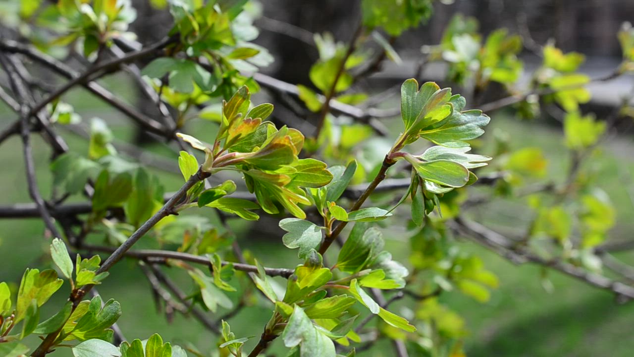 New leaves on a tree - Free Stock Video