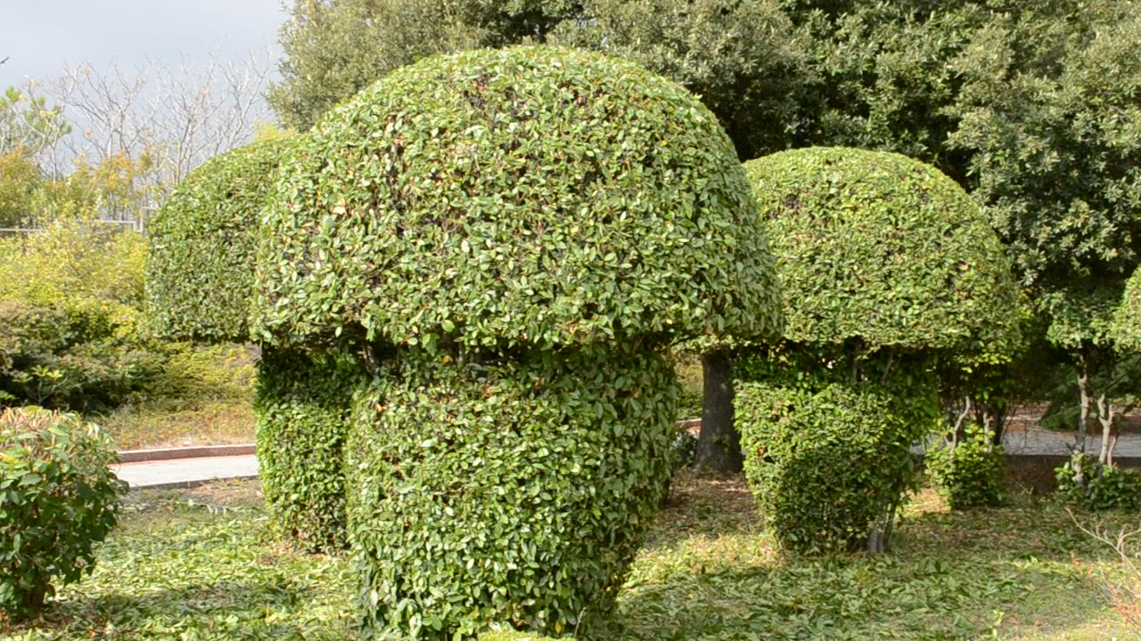 Mushroom shaped bushes at a park - Free Stock Video