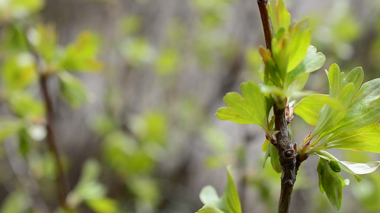 Spring leaves starting to grow - Free Stock Video
