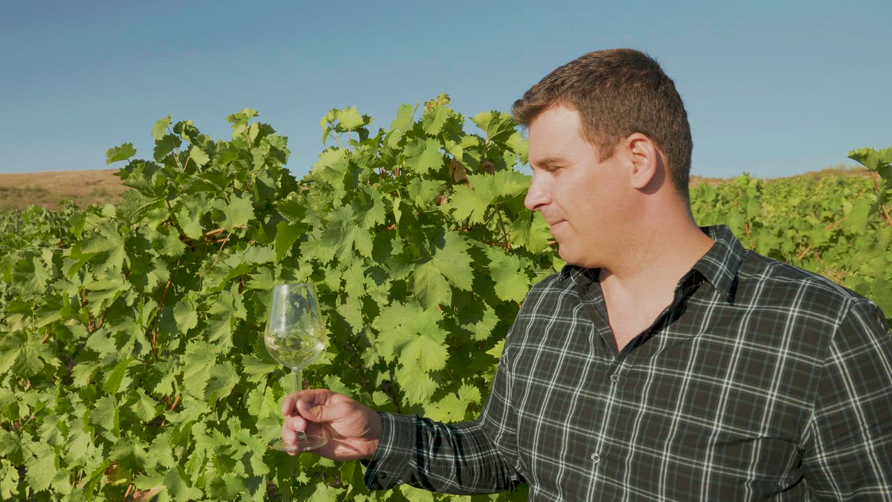 Man holding a glass of wine in a vineyard - Free Stock Video