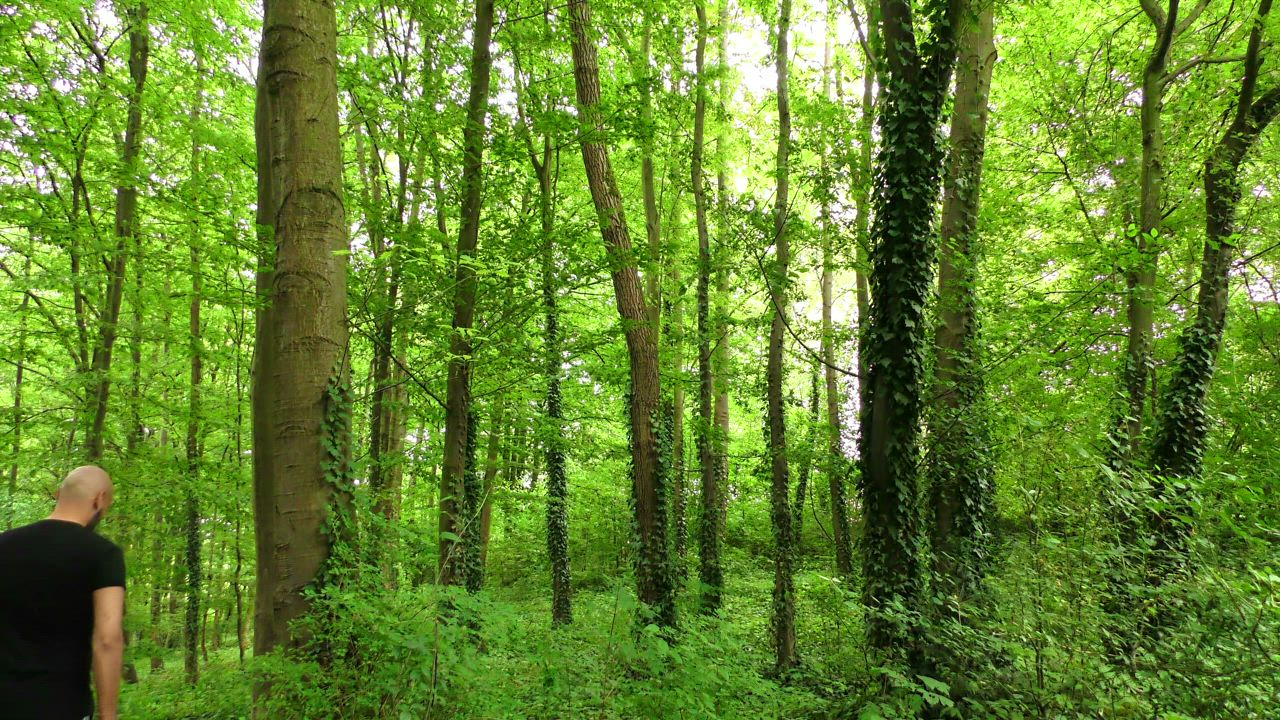Couple in love walks in a forest in spring - Free Stock Video