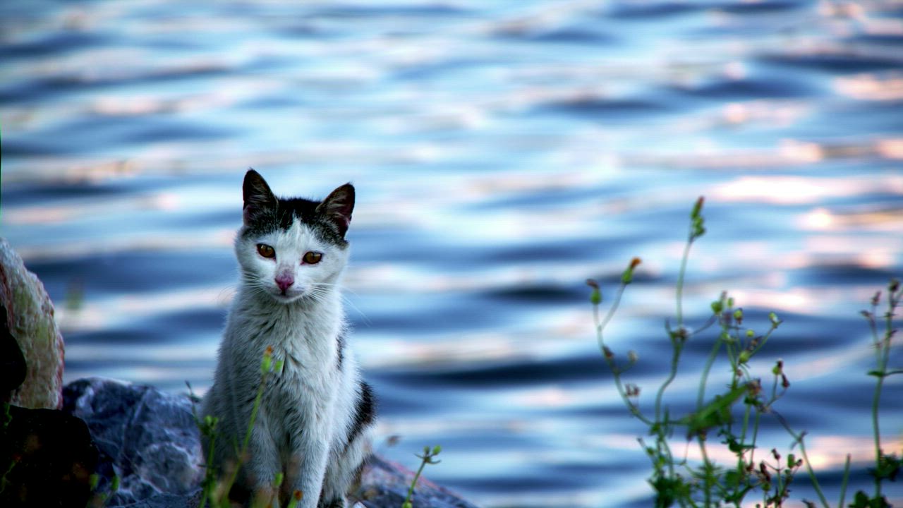 Wild cat standing by a river - Free Stock Video