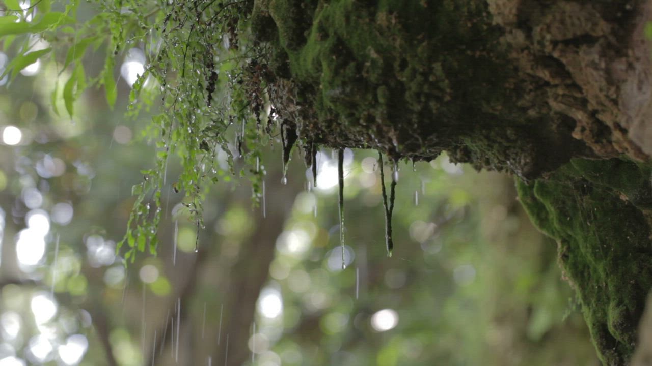 Heavy rain deep in a forest - Free Stock Video