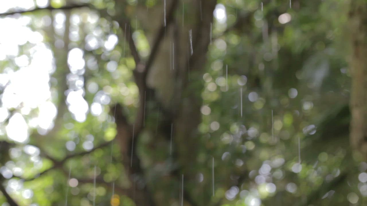 Rain falling through park trees - Free Stock Video