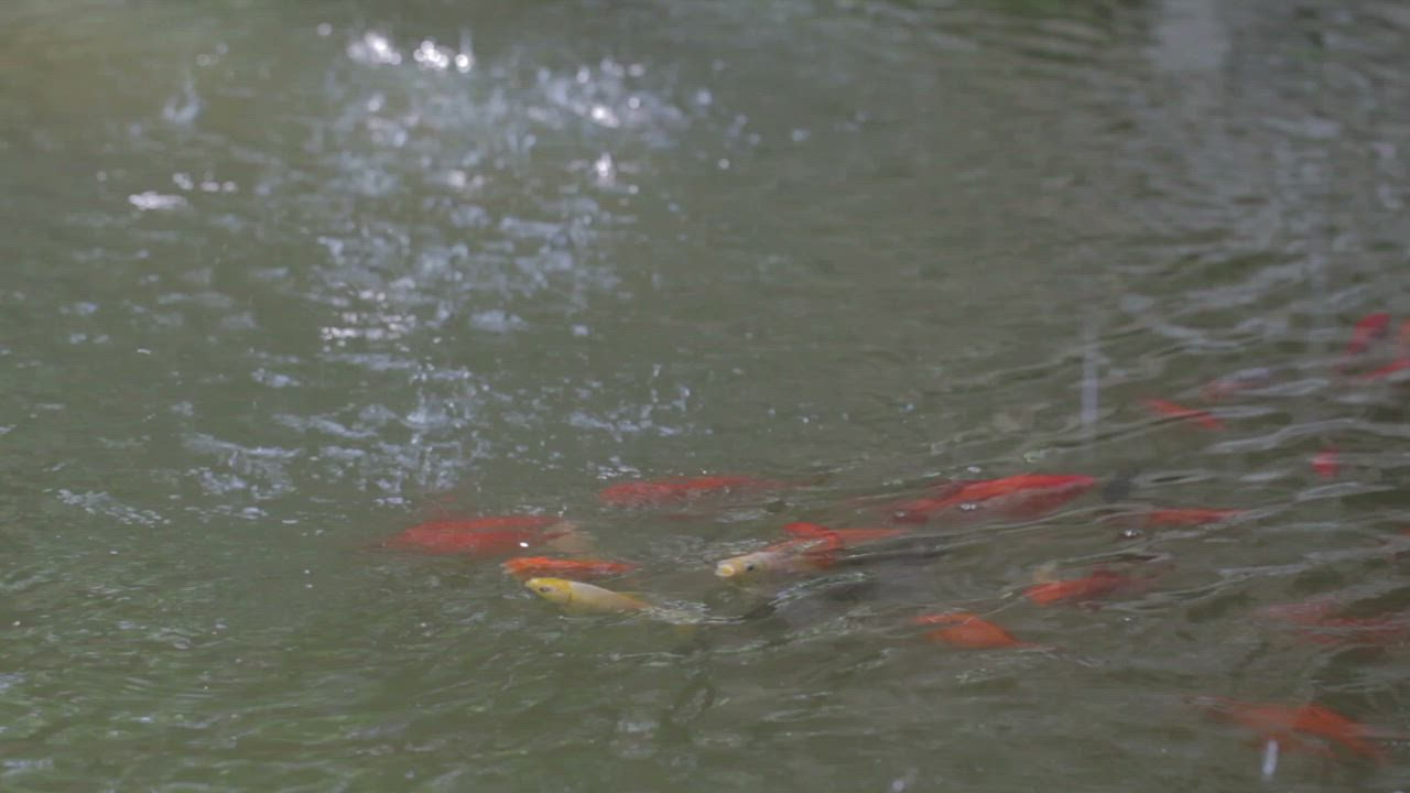 Rain splashing on a fish pond - Free Stock Video