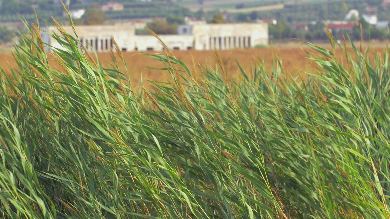 Crops blowing against a strong wind - Free Stock Video