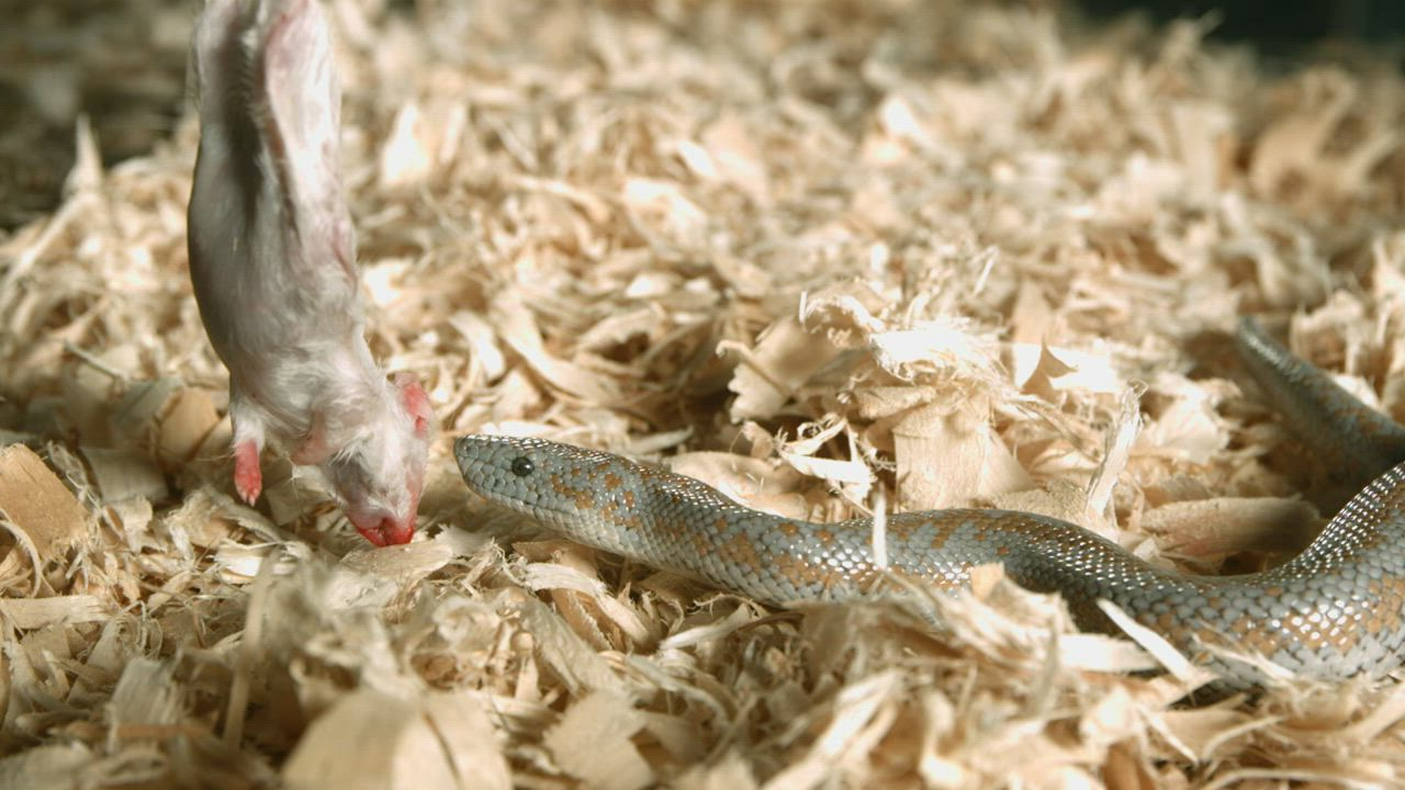 Snake injecting venom on a rat - Free Stock Video